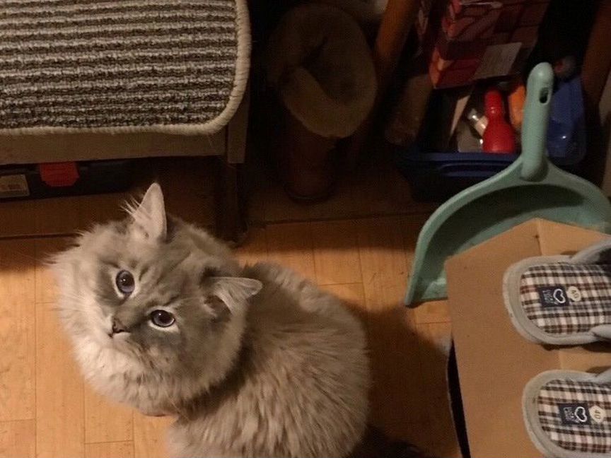 Кот в добрые руки