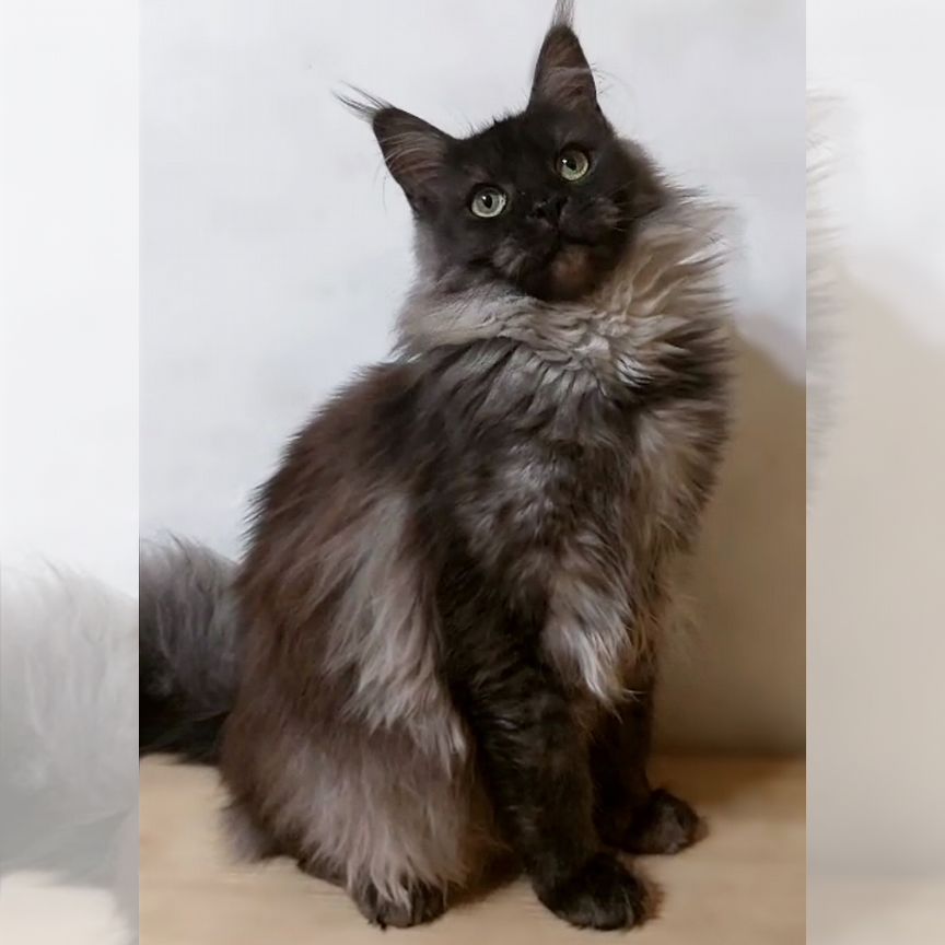 Мейн-кун котёнок