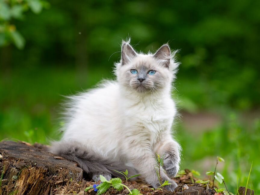 Невская маскарадная девочка