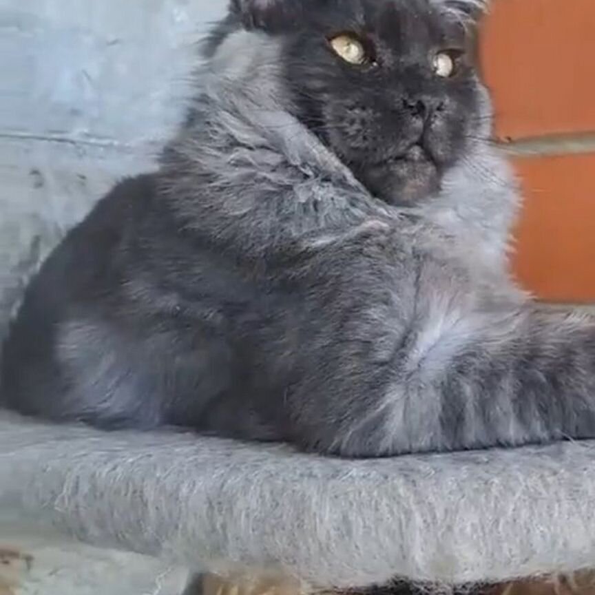 Котята мейн-кун полидакт черный дым