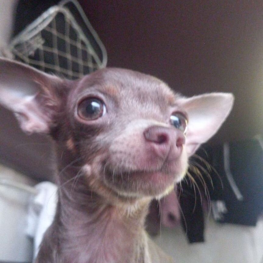 Вязка мини той-терьер