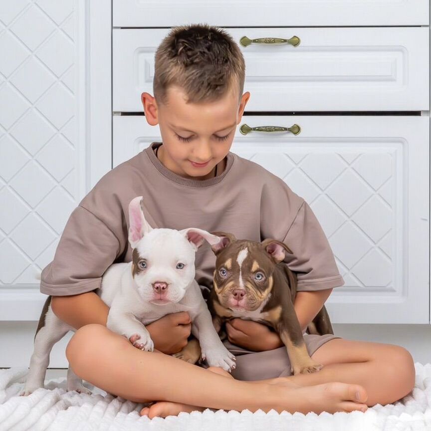 Американский булли микро