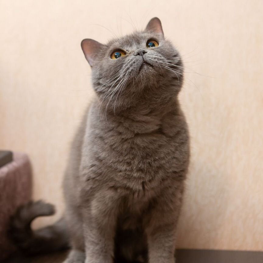 Ласковая кошка британка