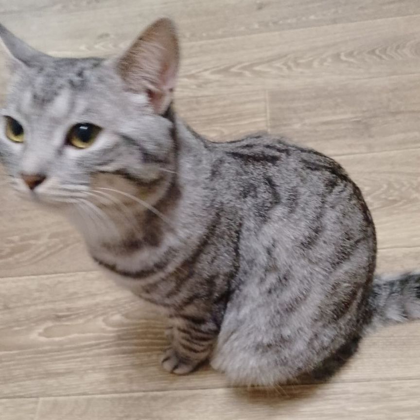 Взрослый кот в добрые руки