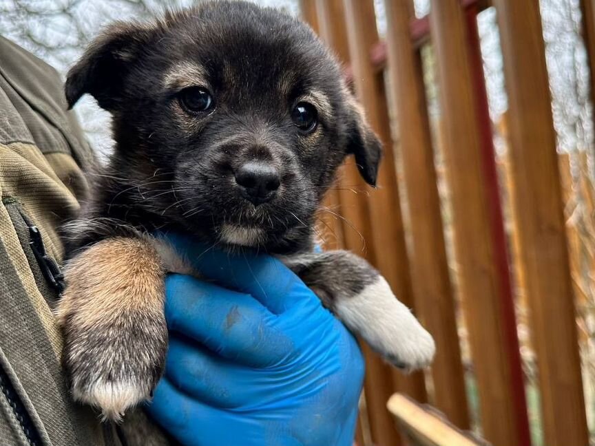 Щенки коротколапики ищут дом