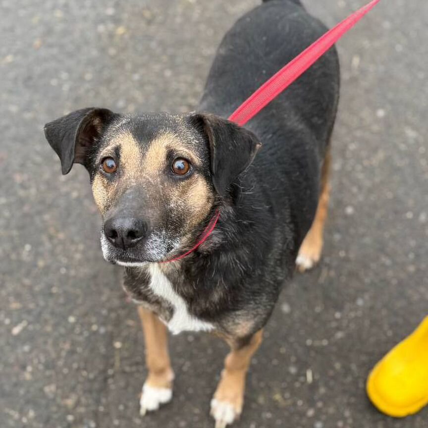 Взрослый пёс в добрые руки