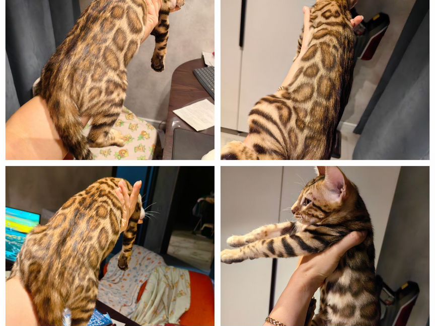 Бенгальская