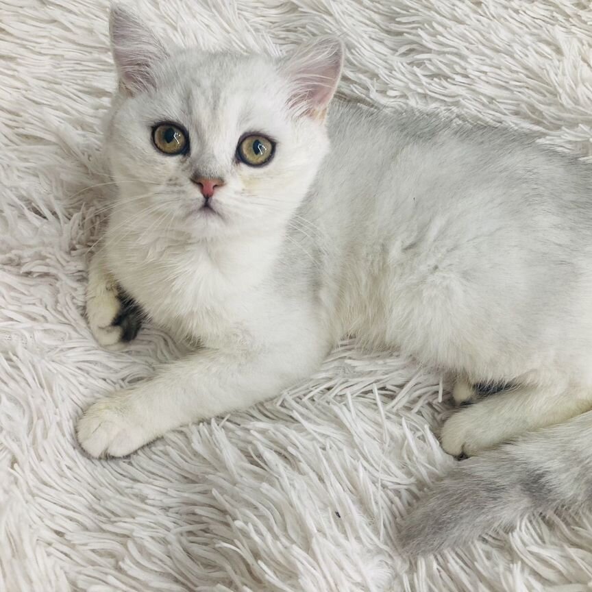 Британские котята