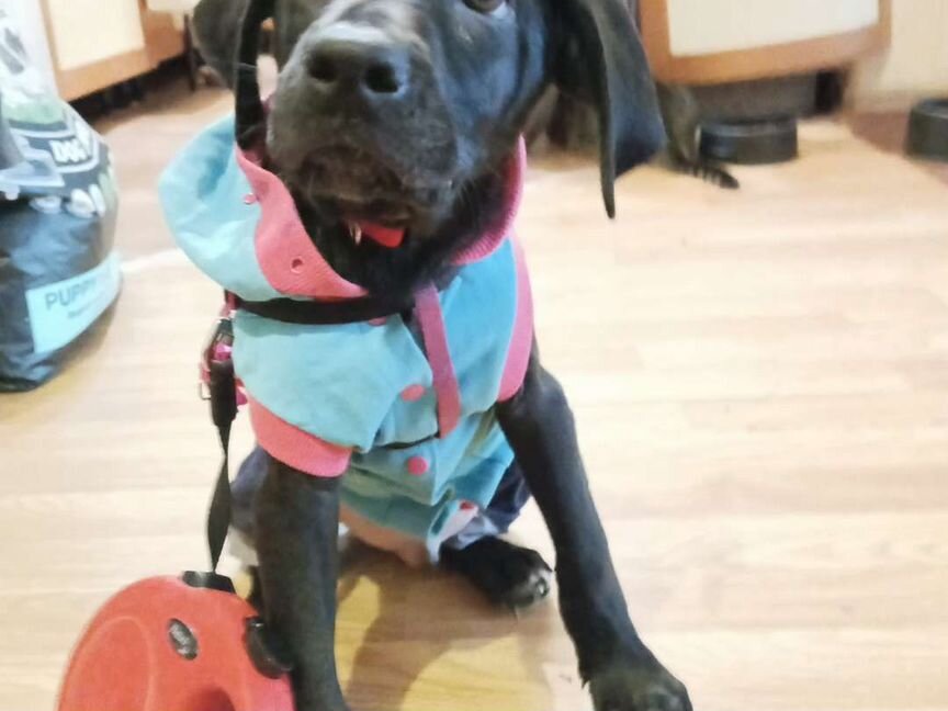 Щенок курцхара