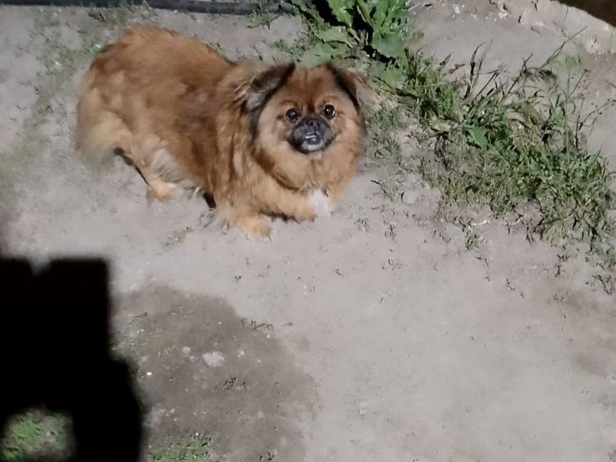 Отдам пекинеса девочку