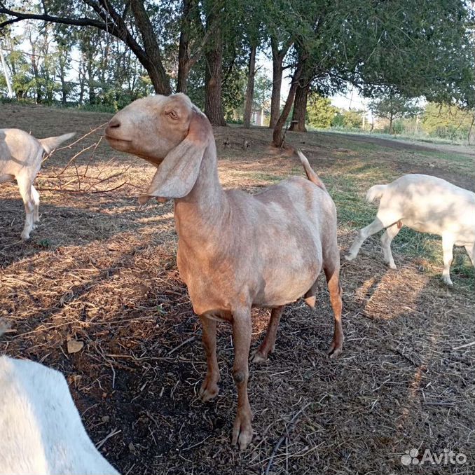 Коза англонубийская