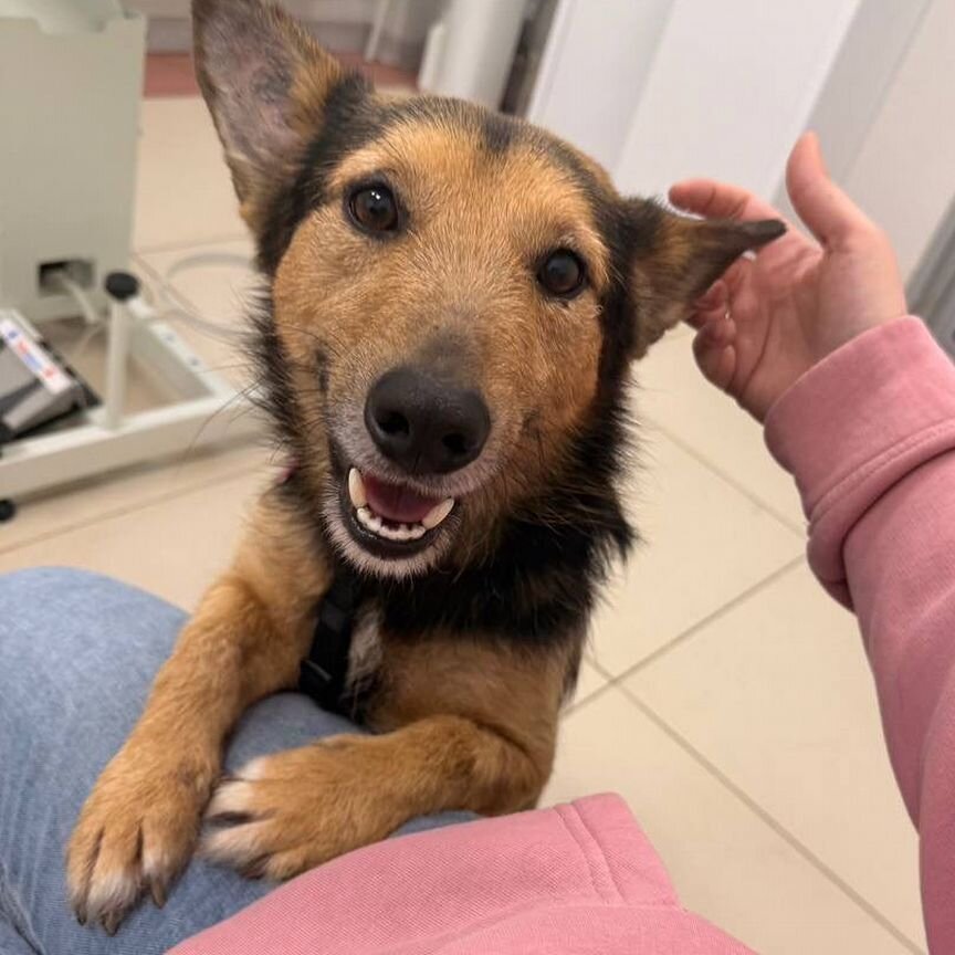 Взрослый пёс в добрые руки