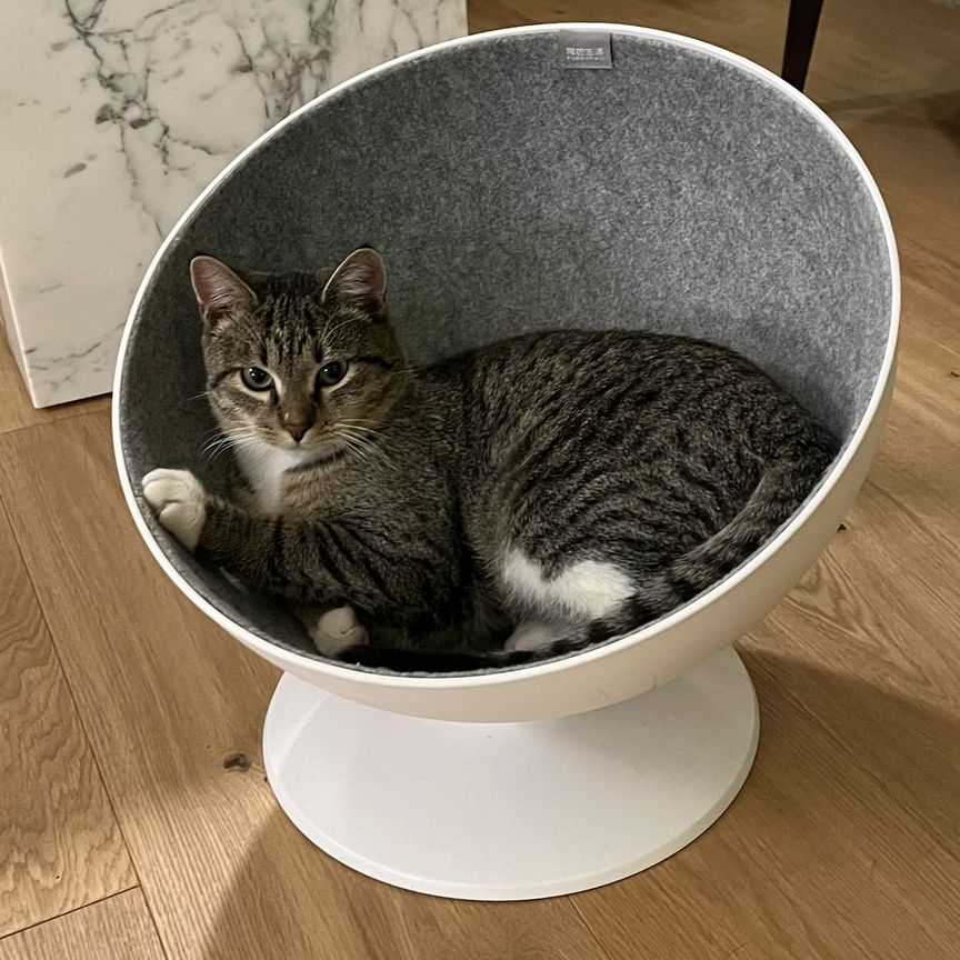 Котенок-подросток в добрые руки