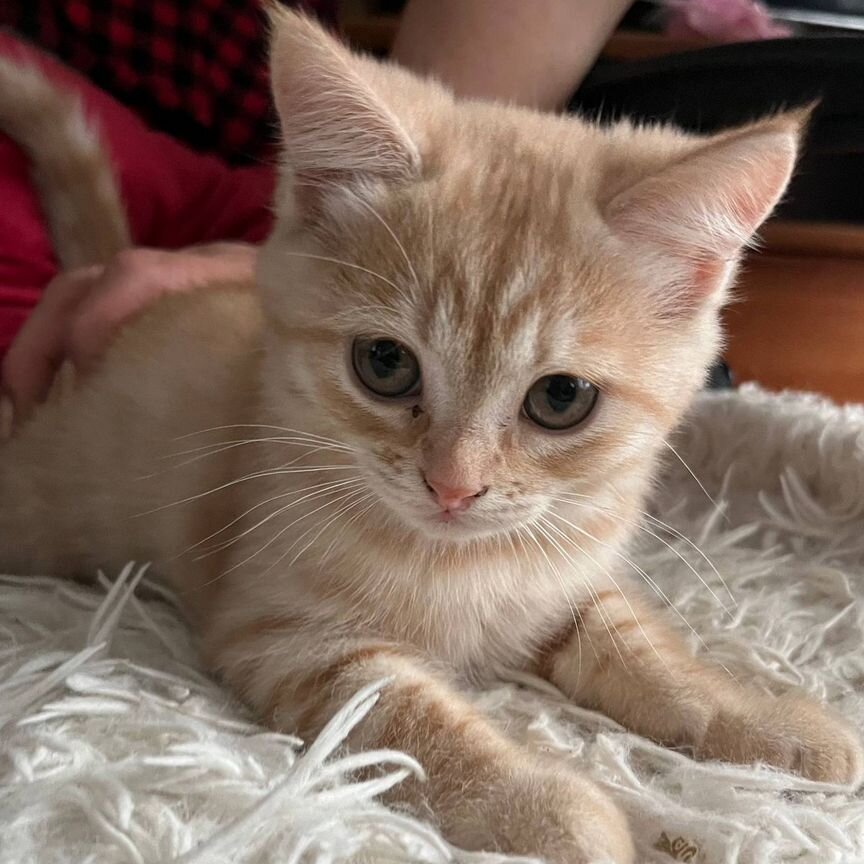 Котёнок от частного владельца