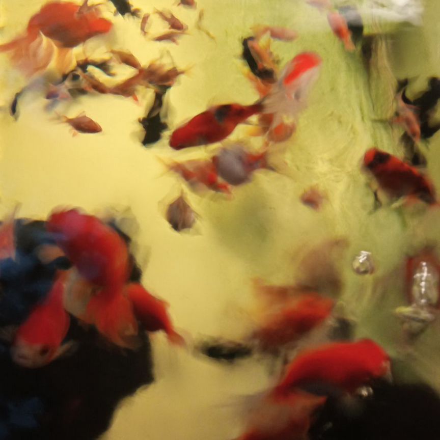 Аквариумные рыбки золотые, телескопы