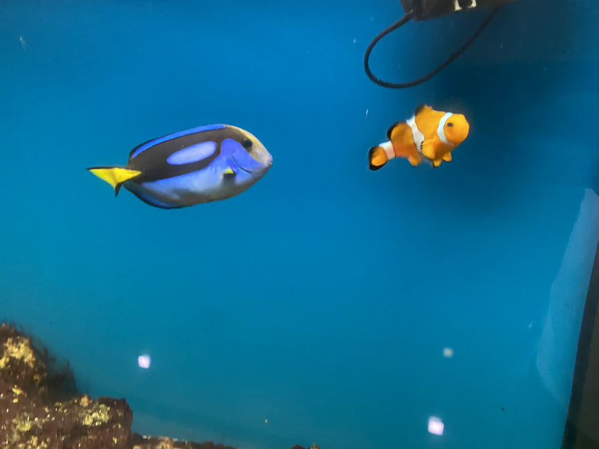 Рыба-клоун и Голубой хирург