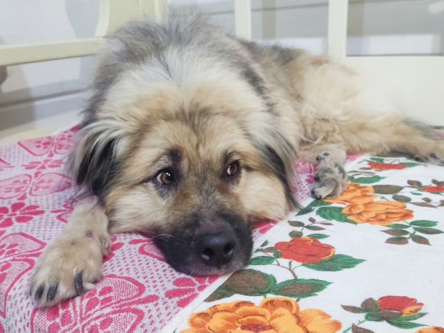 Песик Ярик ищет дом