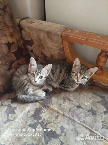 Кошки в добрые руки бесплатно