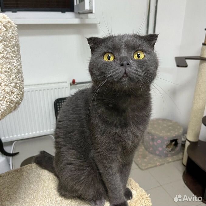 Вислоухий кот ищет дом