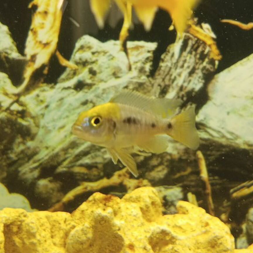 Аквариумные рыбки