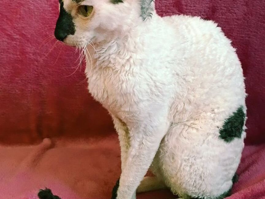 Кошка "можно я с тобой"