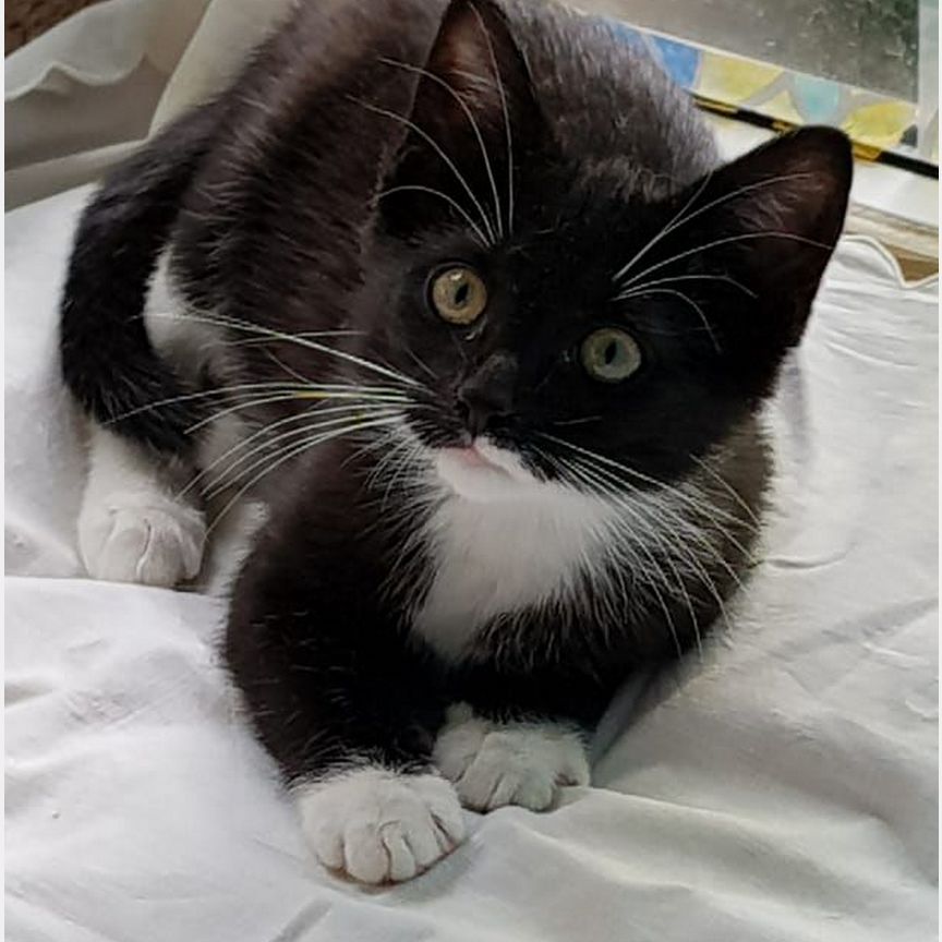 Котенок Катиш