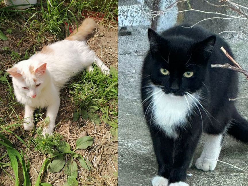 Кот в добрые руки