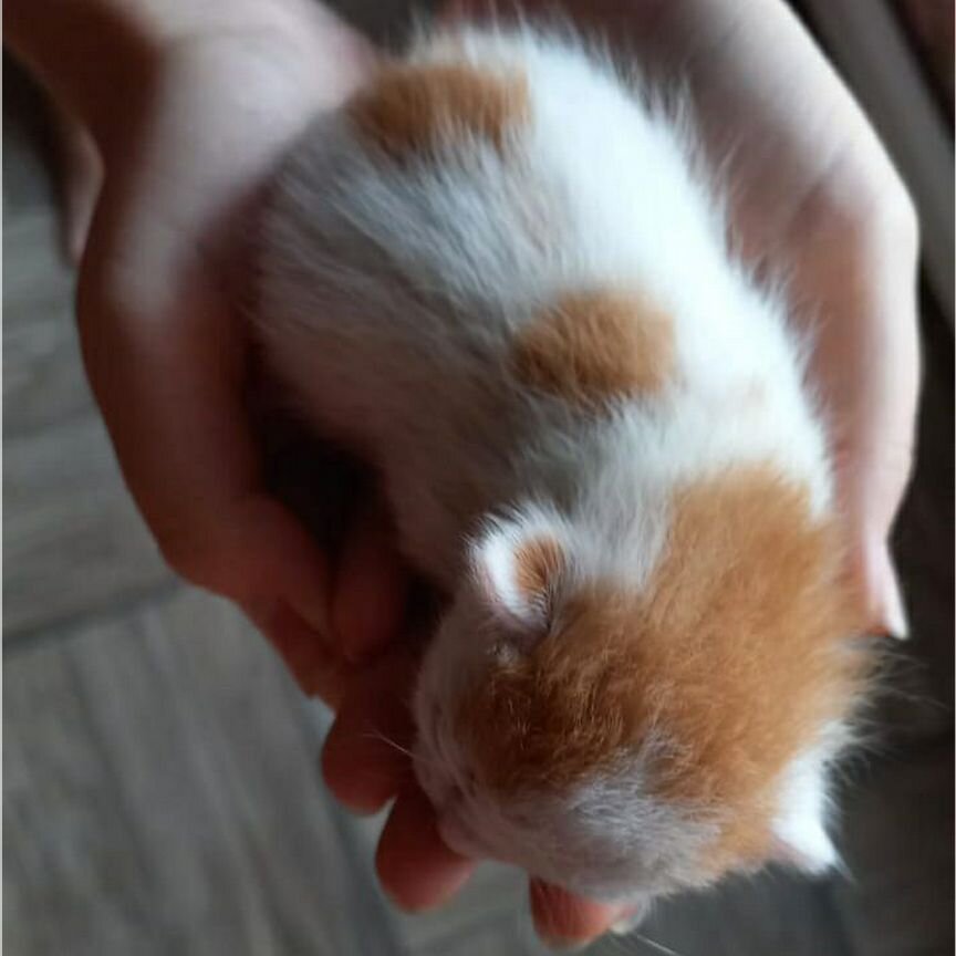 Отдам котенка в добрые руки