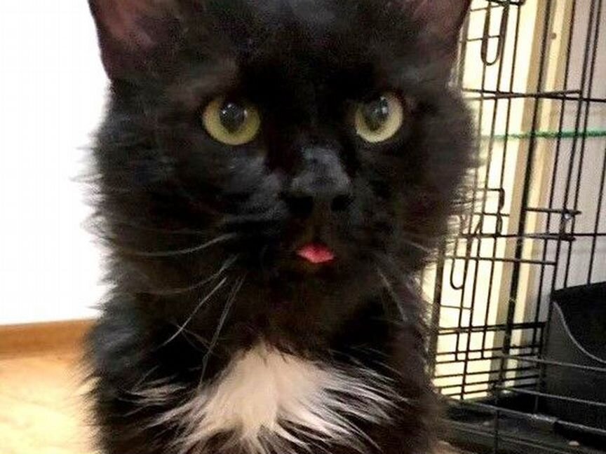 Бармалейке очень нужен дом