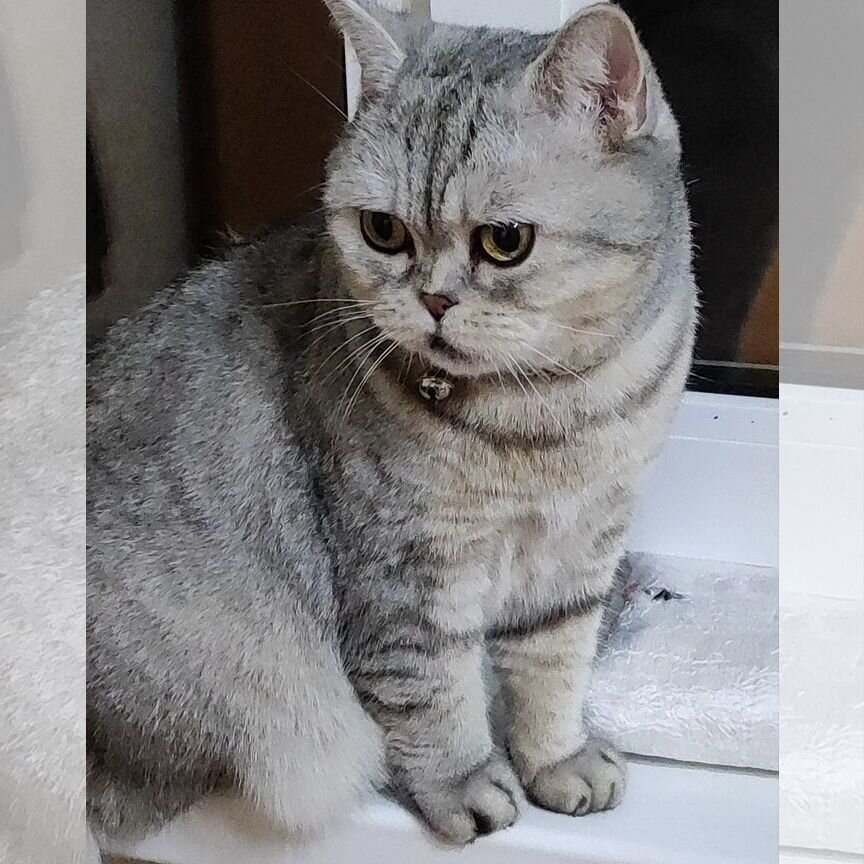 Кошечка шотландская скоттиш страйт