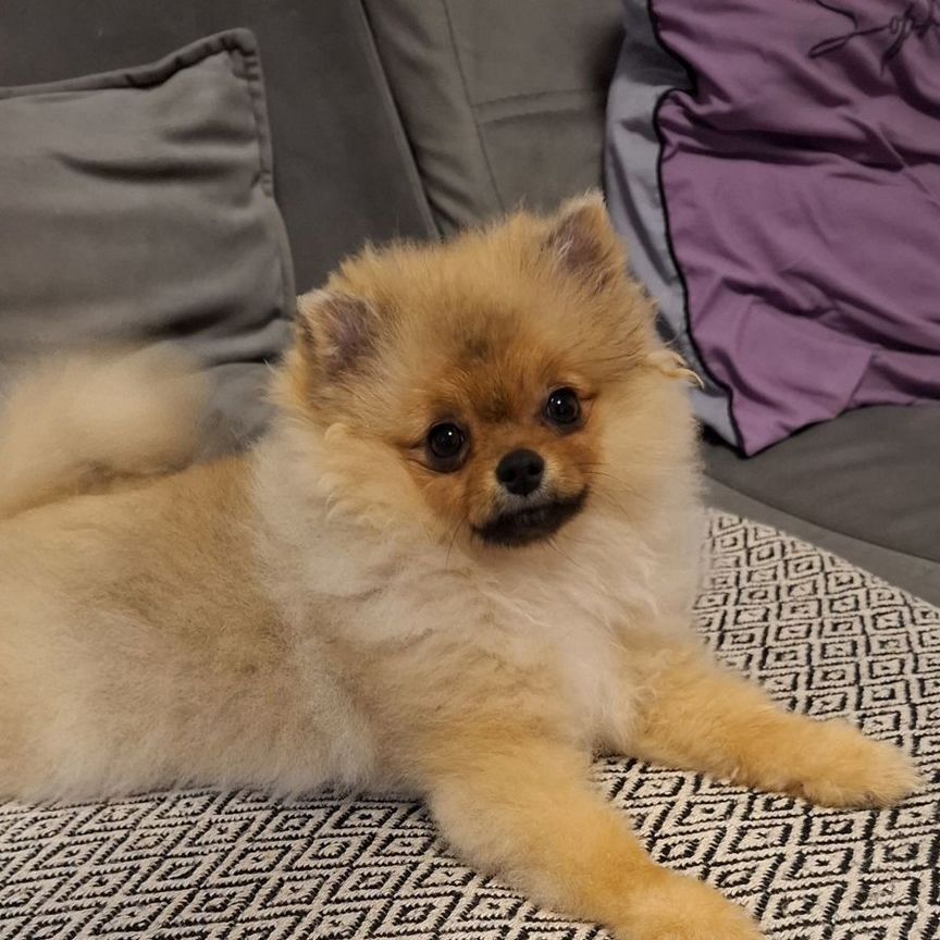 Померанский шпиц