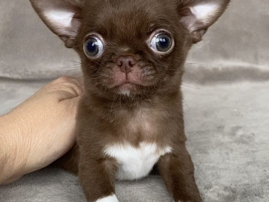 Очаровательный Глазастик