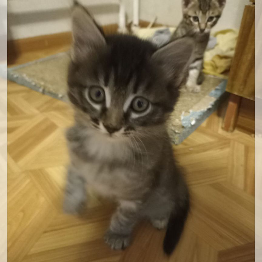 Отличные котята