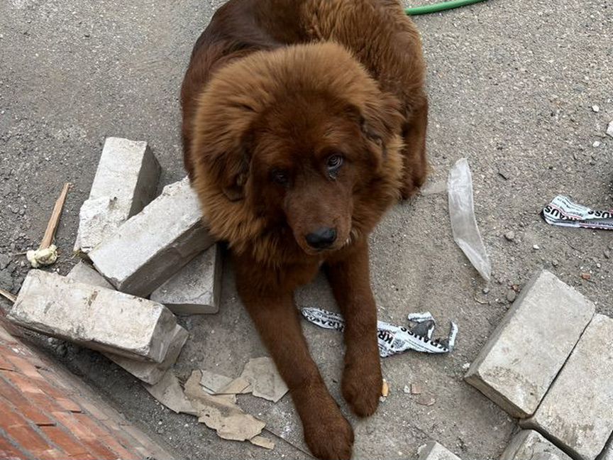 Тибетский мастиф вязка