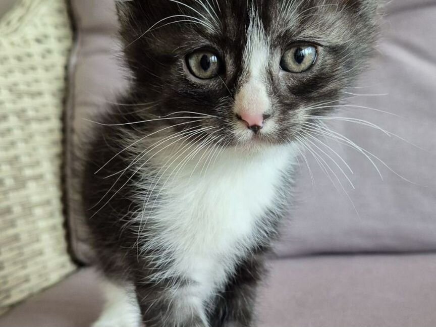 Красивые котята