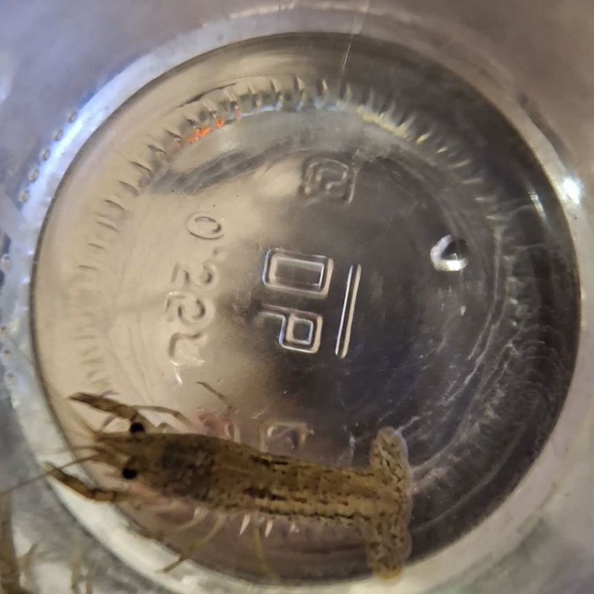 Аквариумные раки