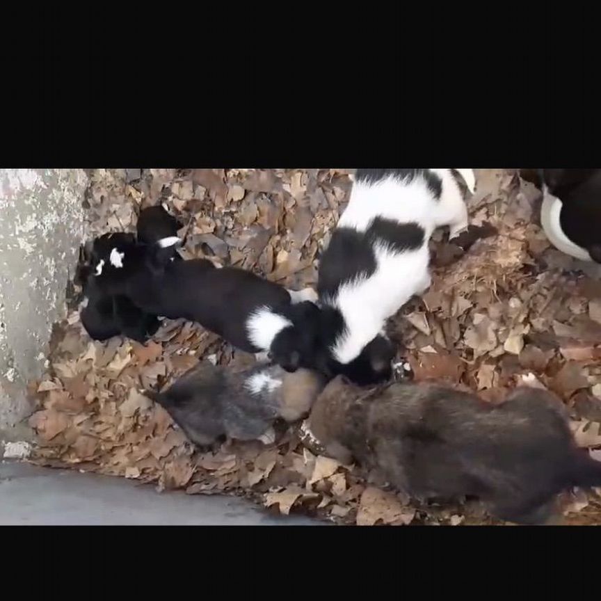 Щенки