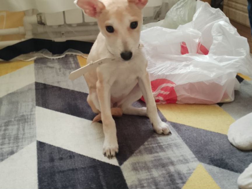 Собака в хорошие руки