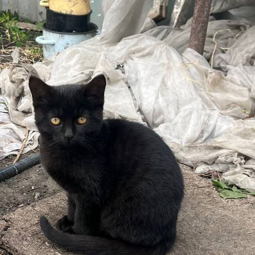 Кошечка черная