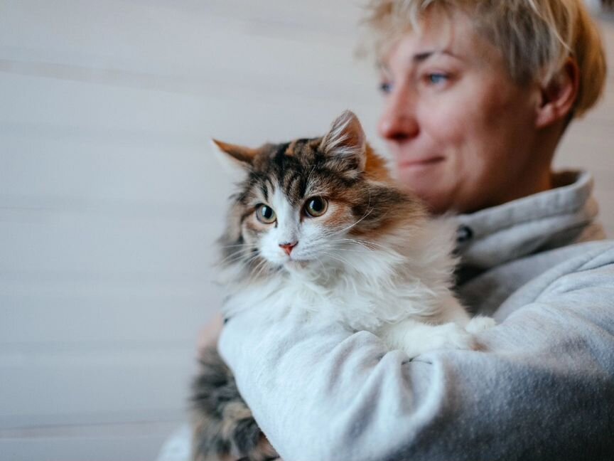 Кошка Пышка ищет дом