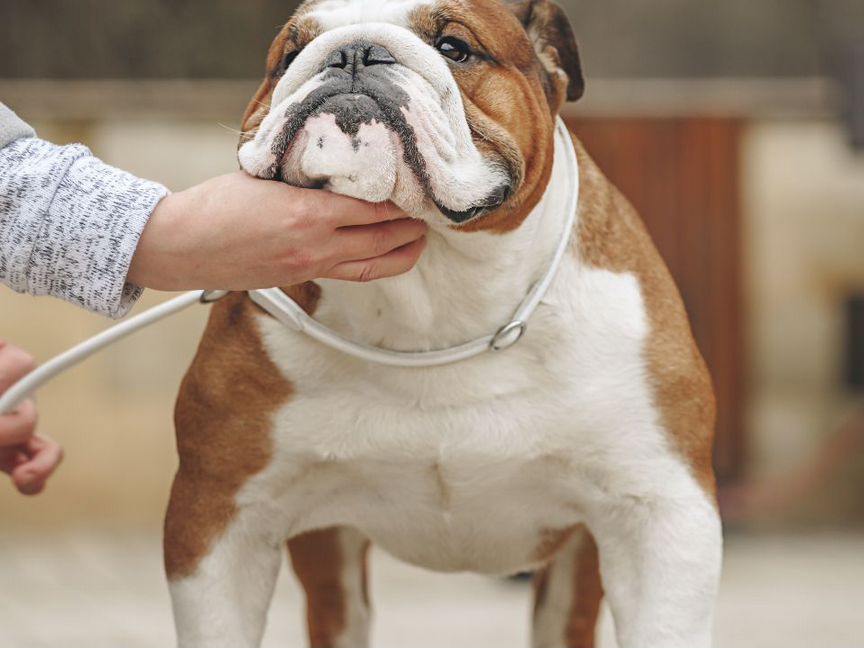 Английский бульдог вязка