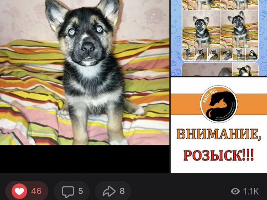 Щенок помесь хаски