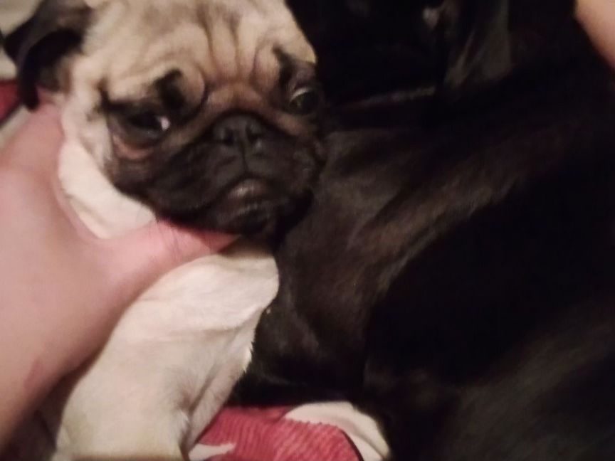 Мопсы продажа