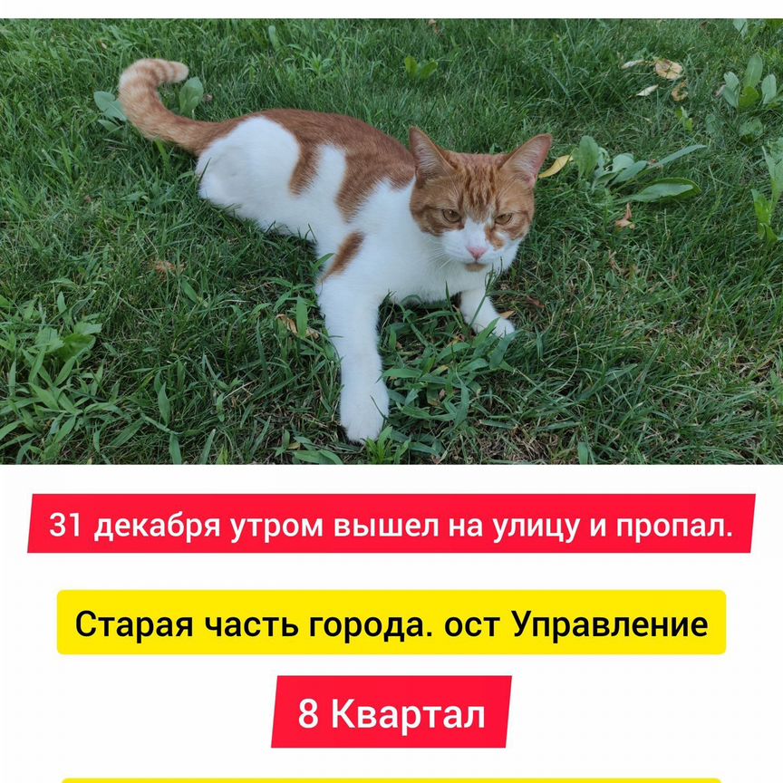 Потерялся кот в районе ост.Управление