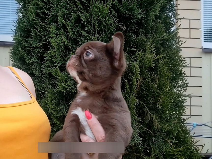 Мальчики чихуахуа шоколадные красавчики