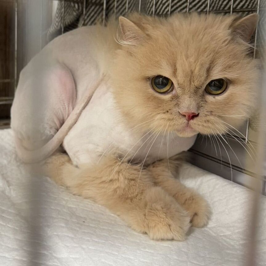 Кот-Веня в добрые руки