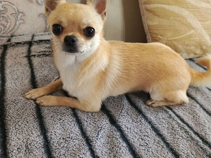 Вязка чихуахуа