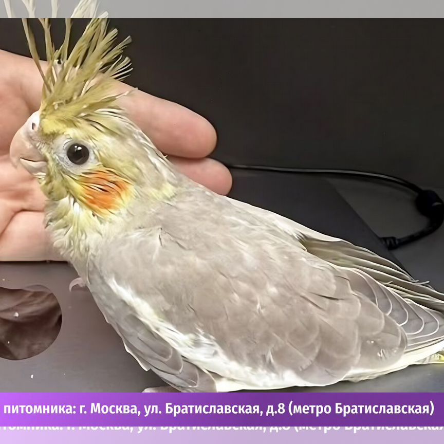 Попугай Карела выкормыш