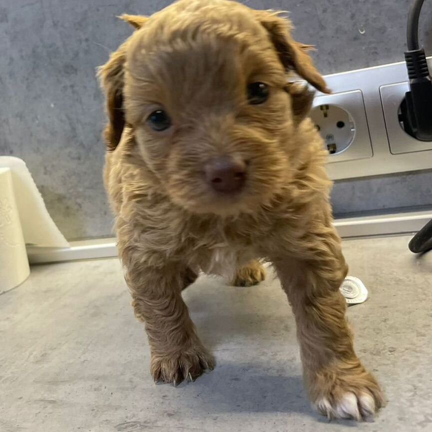 Мальтипу, щенок