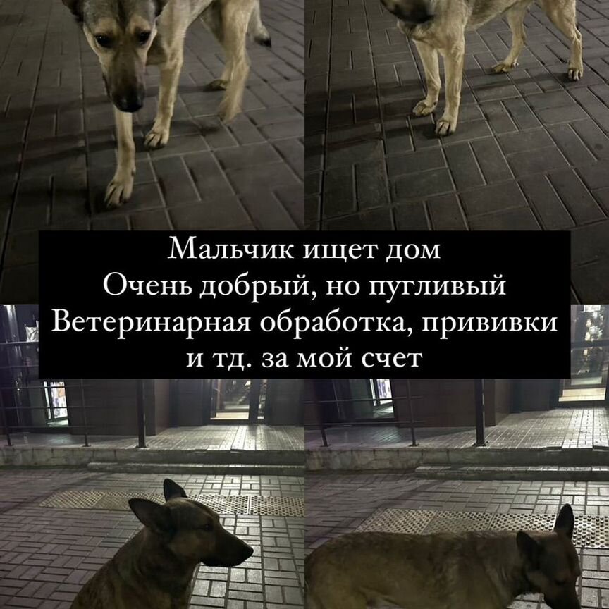 Собака в добрые руки